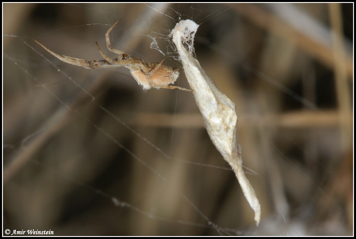 עכבישים - משפחת הגבנניים Uloboridae - חרקים - עולם קטן בגדול