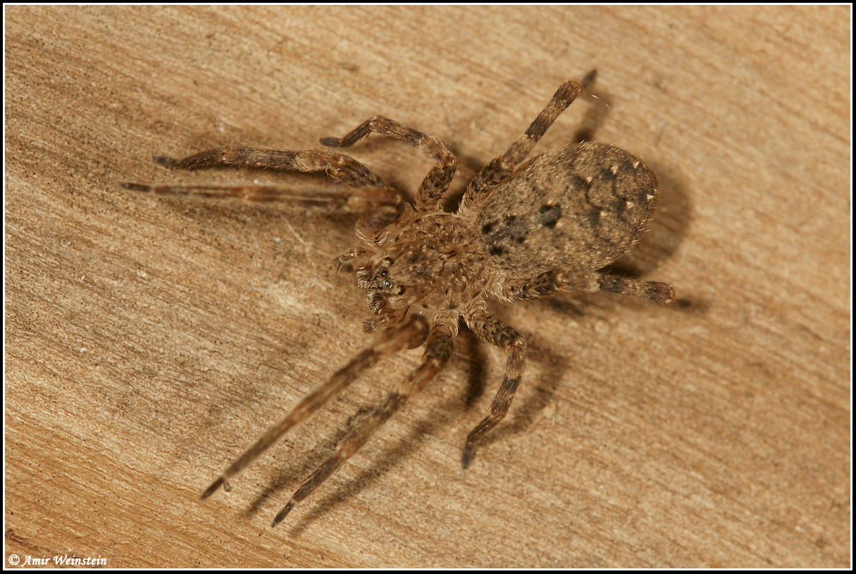 משפחת הזוֹרוֹפְסִיִּים Zoropsidae - חרקים - עולם קטן בגדול