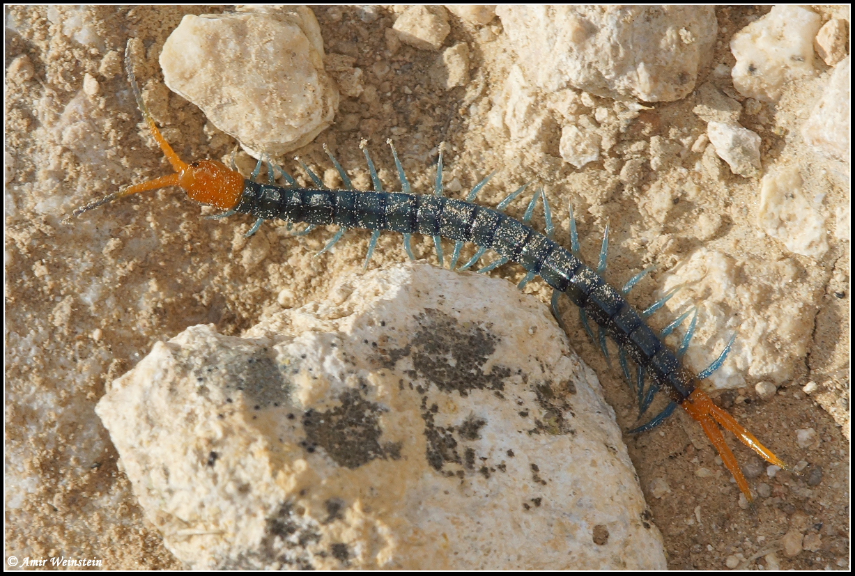 סדרות הנדלים בישראל - חרקים - עולם קטן בגדול
