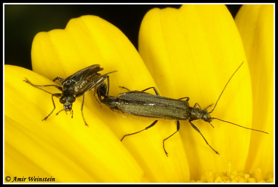 המשפחה Oedemeridae - חרקים - עולם קטן בגדול